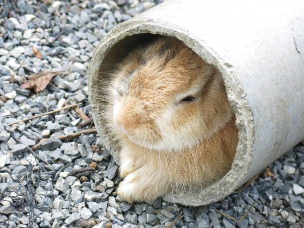 Highland Pet Food - Home - Quality, natural, healthy products, raw meat ...